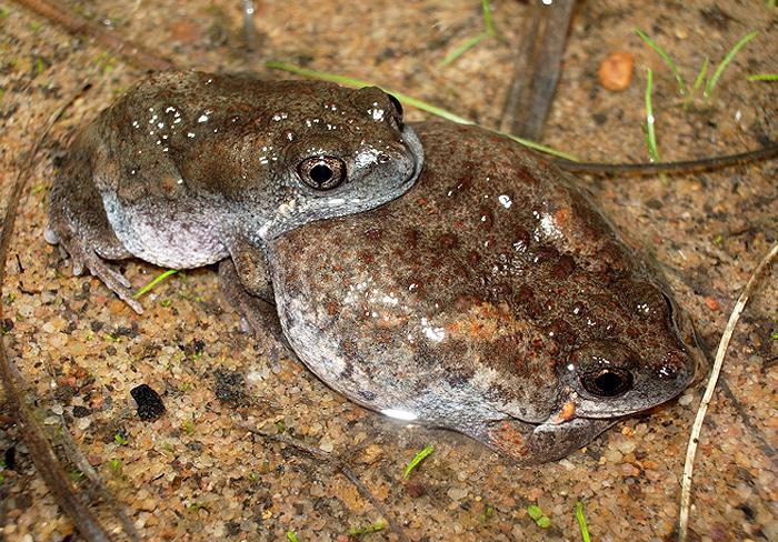 Fat Toadlet | Western Australian Museum