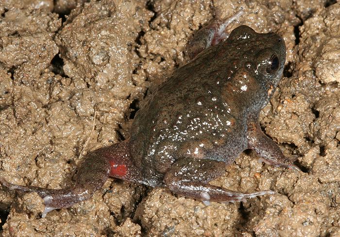 Fat Toadlet | Western Australian Museum