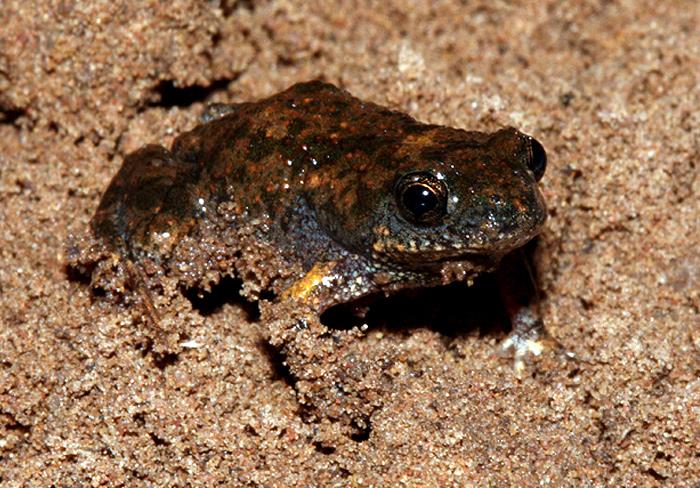 Small Toadlet | Western Australian Museum