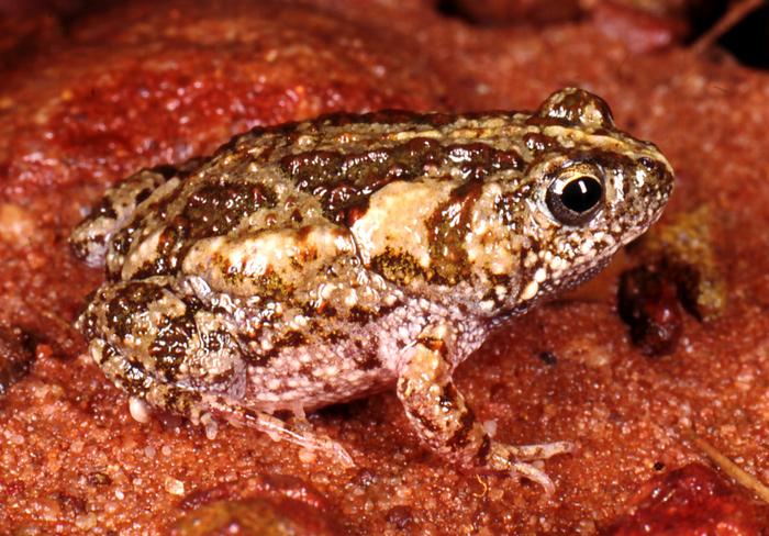Stonemason Toadlet | Western Australian Museum