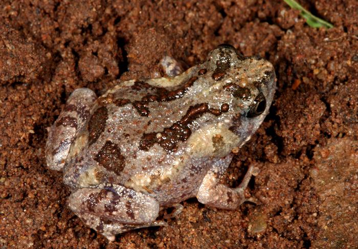Stonemason Toadlet | Western Australian Museum