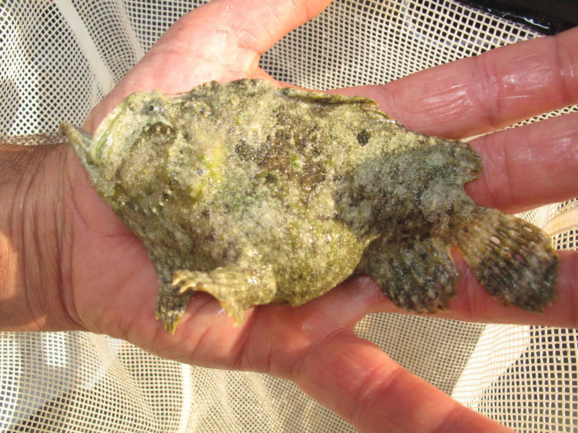 Marine Life of the Kimberley Region - Montgomery Reef | Western ...