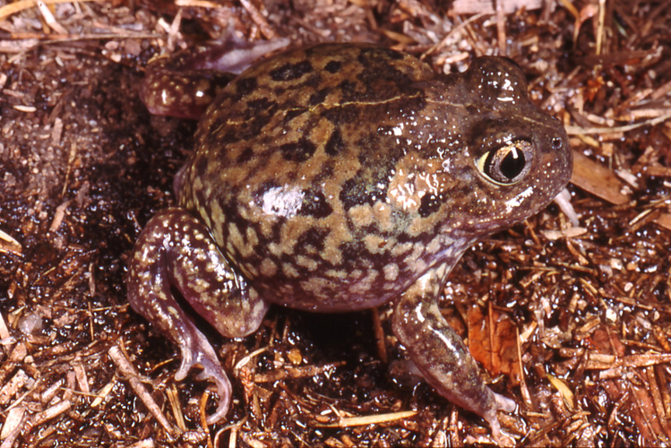 Centralian Trilling Frog | Western Australian Museum