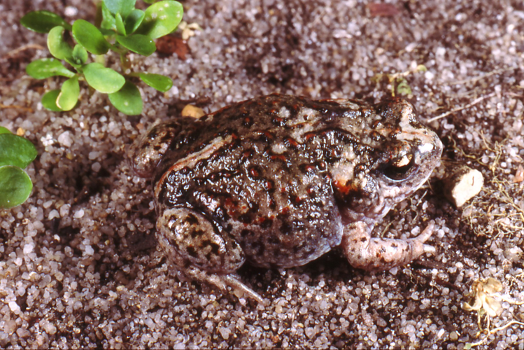 Crawling Toadlet | Western Australian Museum