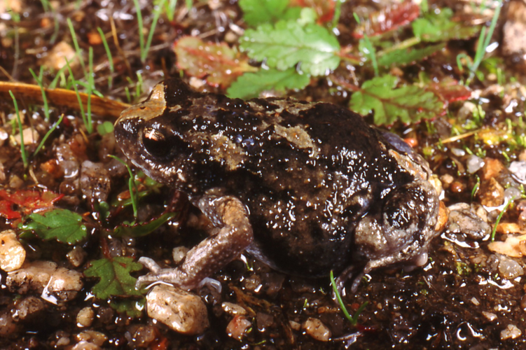 Crawling Toadlet | Western Australian Museum