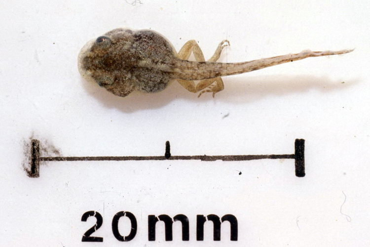 Crawling Toadlet | Western Australian Museum