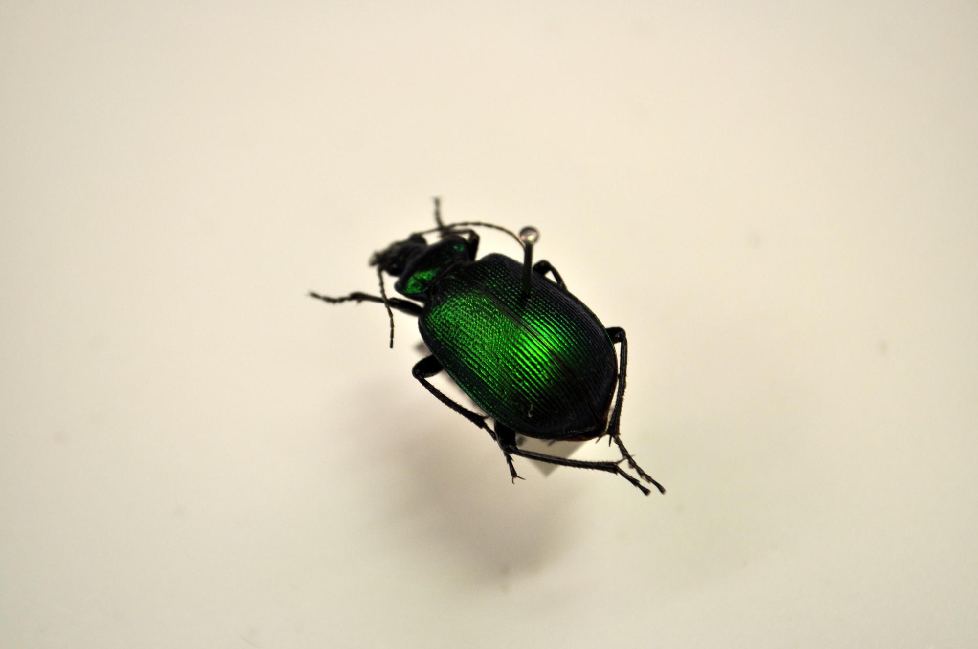 A behind-the-scenes look at our beetle collection | Western Australian ...