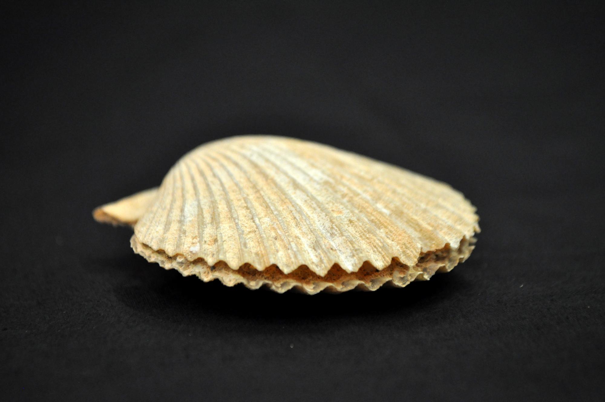 A behind-the-scenes look at our Roe Calcarenite fossil collection ...