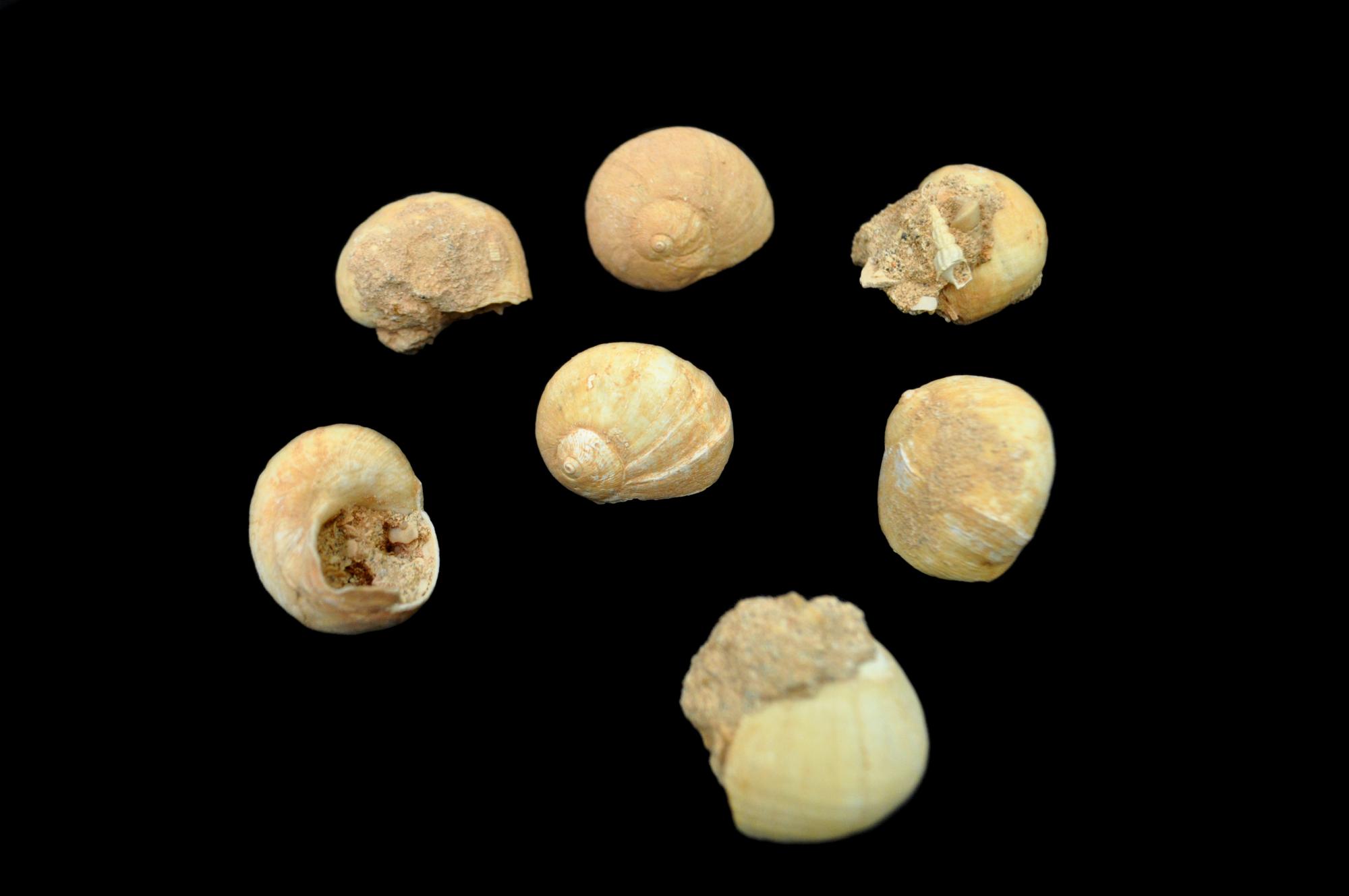 A behind-the-scenes look at our Roe Calcarenite fossil collection ...