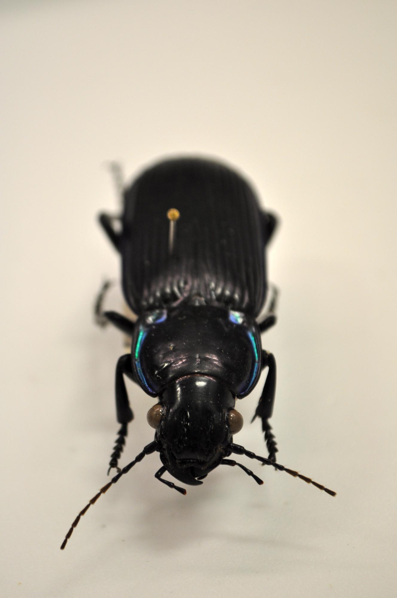 A behind-the-scenes look at our beetle collection | Western Australian ...