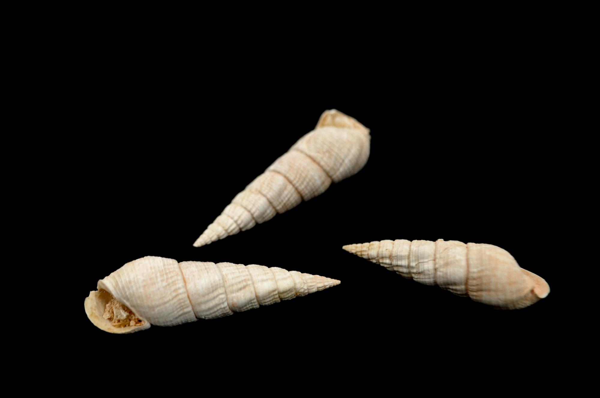 A behind-the-scenes look at our Roe Calcarenite fossil collection ...