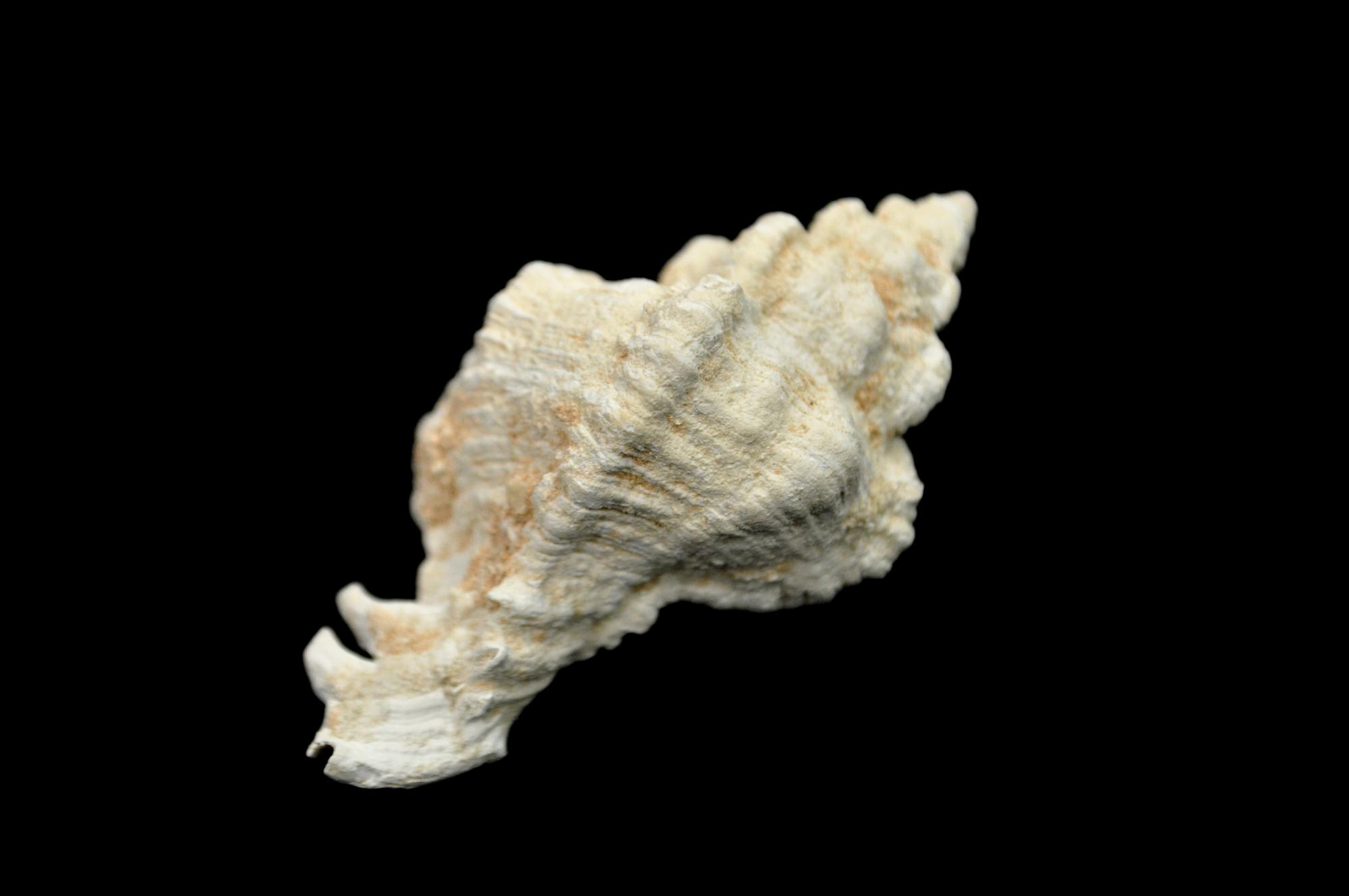 A behind-the-scenes look at our Roe Calcarenite fossil collection ...