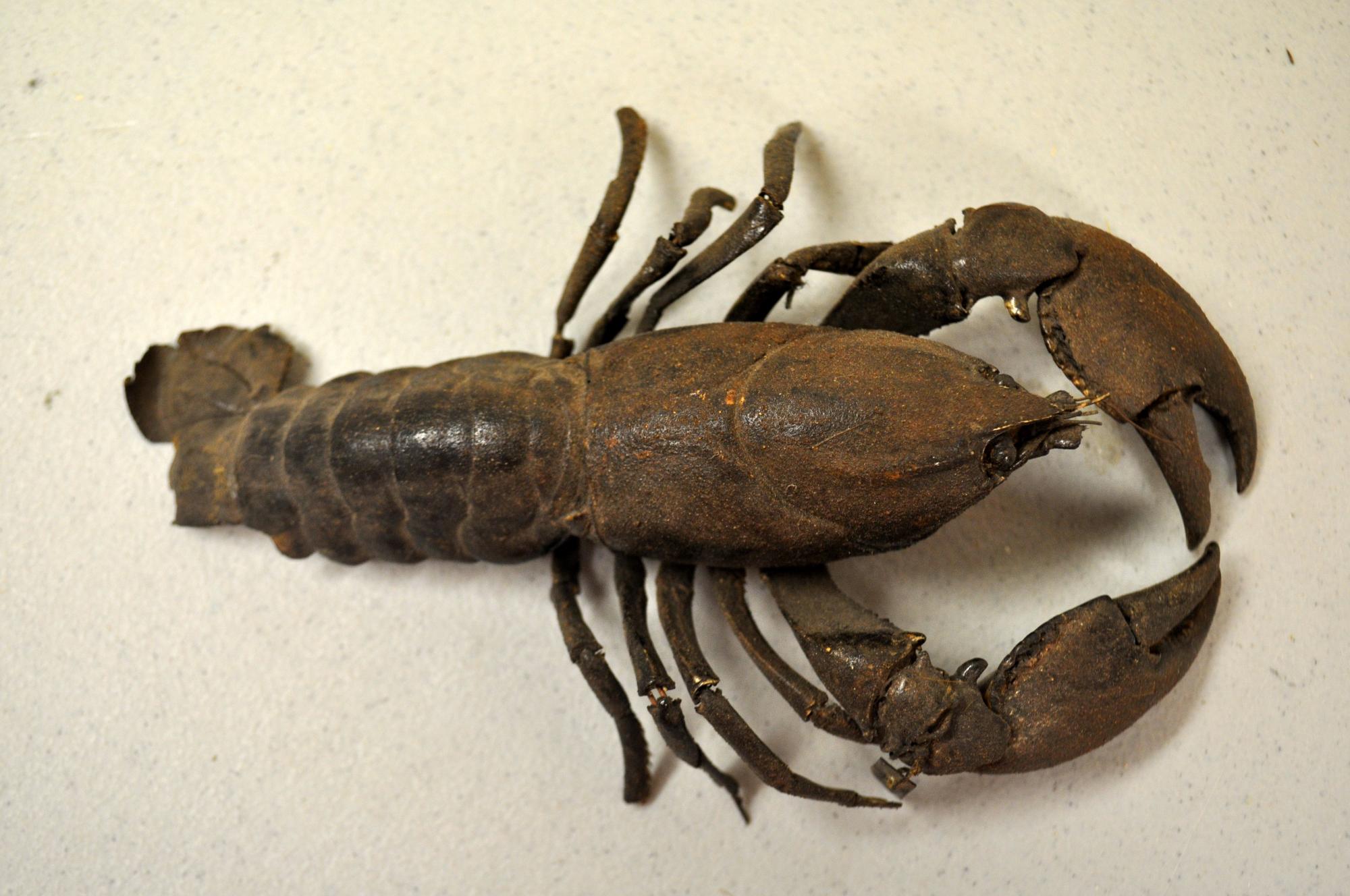 A behind-the-scenes look at our crustacean collection | Western ...