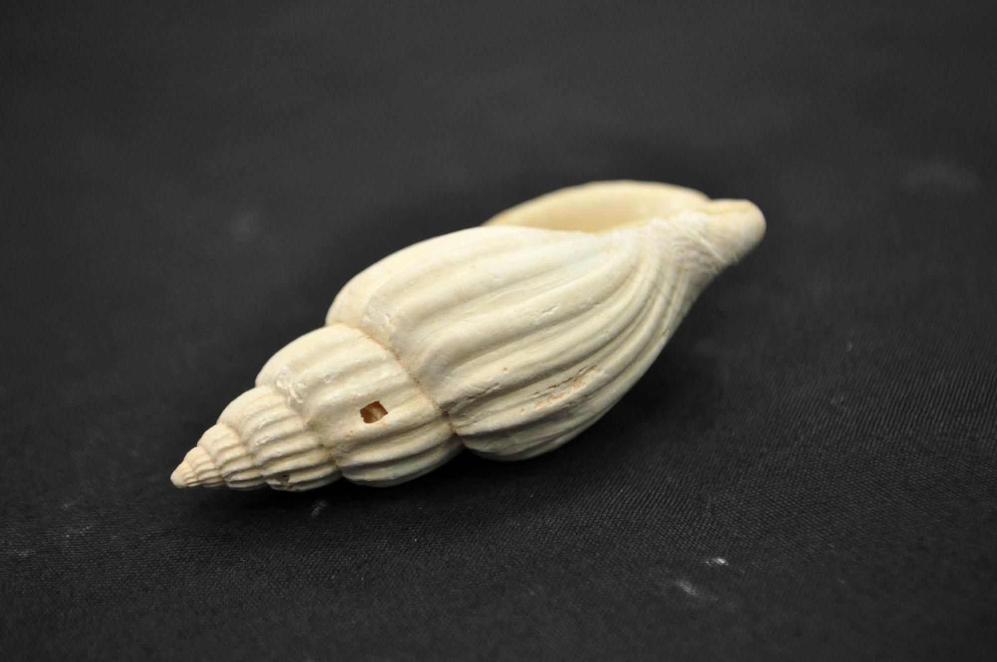 A behind-the-scenes look at our Roe Calcarenite fossil collection ...