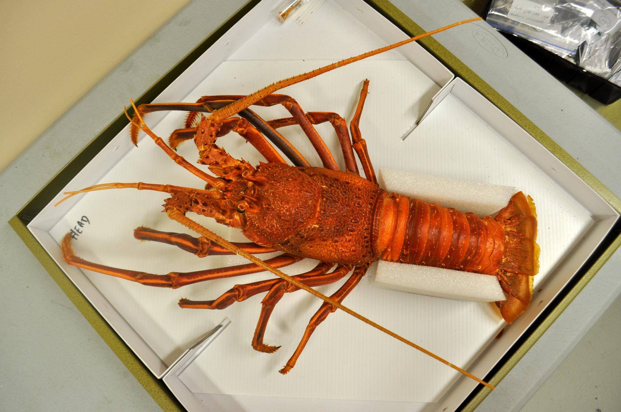 A behind-the-scenes look at our crustacean collection | Western ...