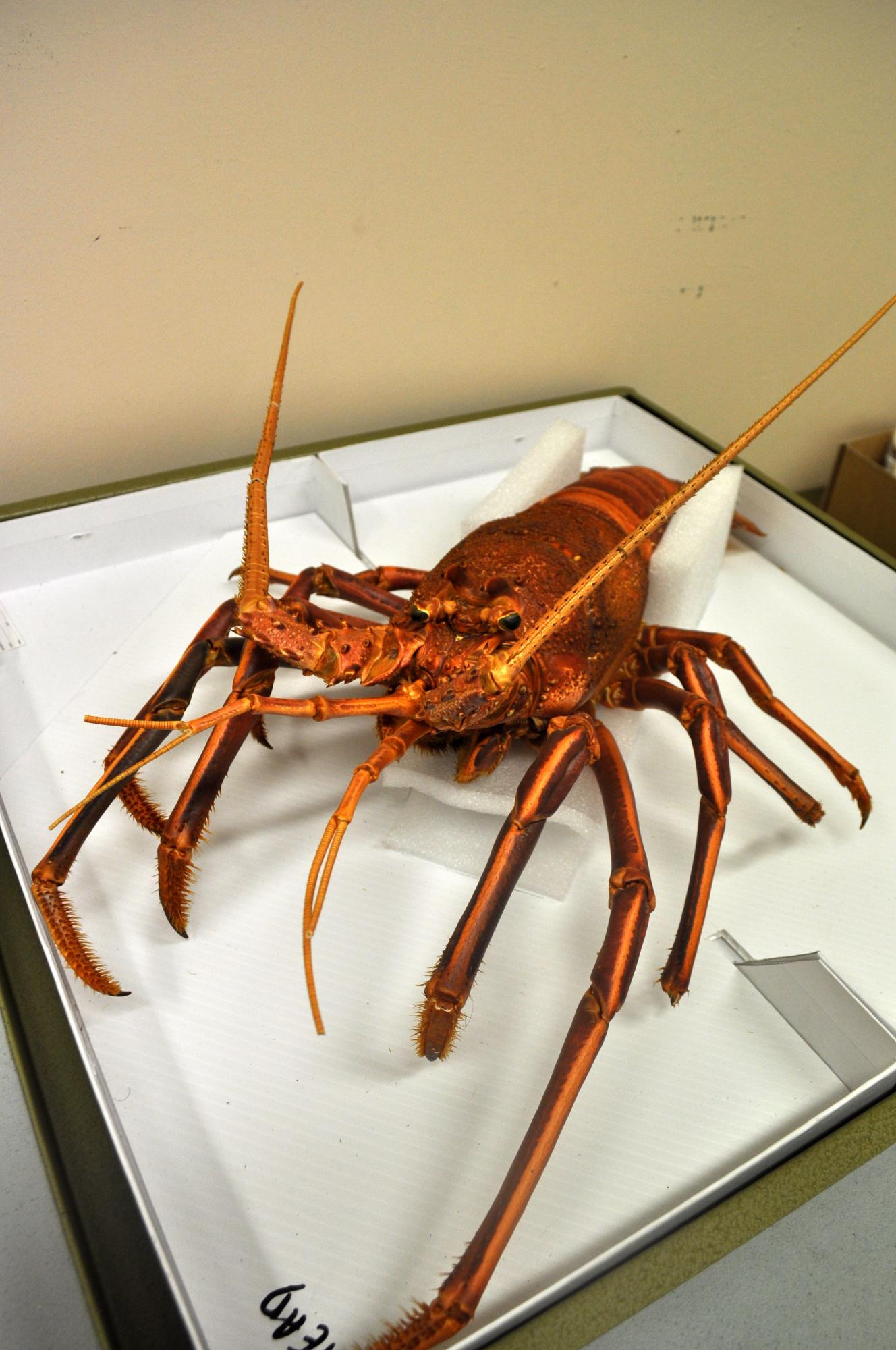 A behind-the-scenes look at our crustacean collection | Western ...