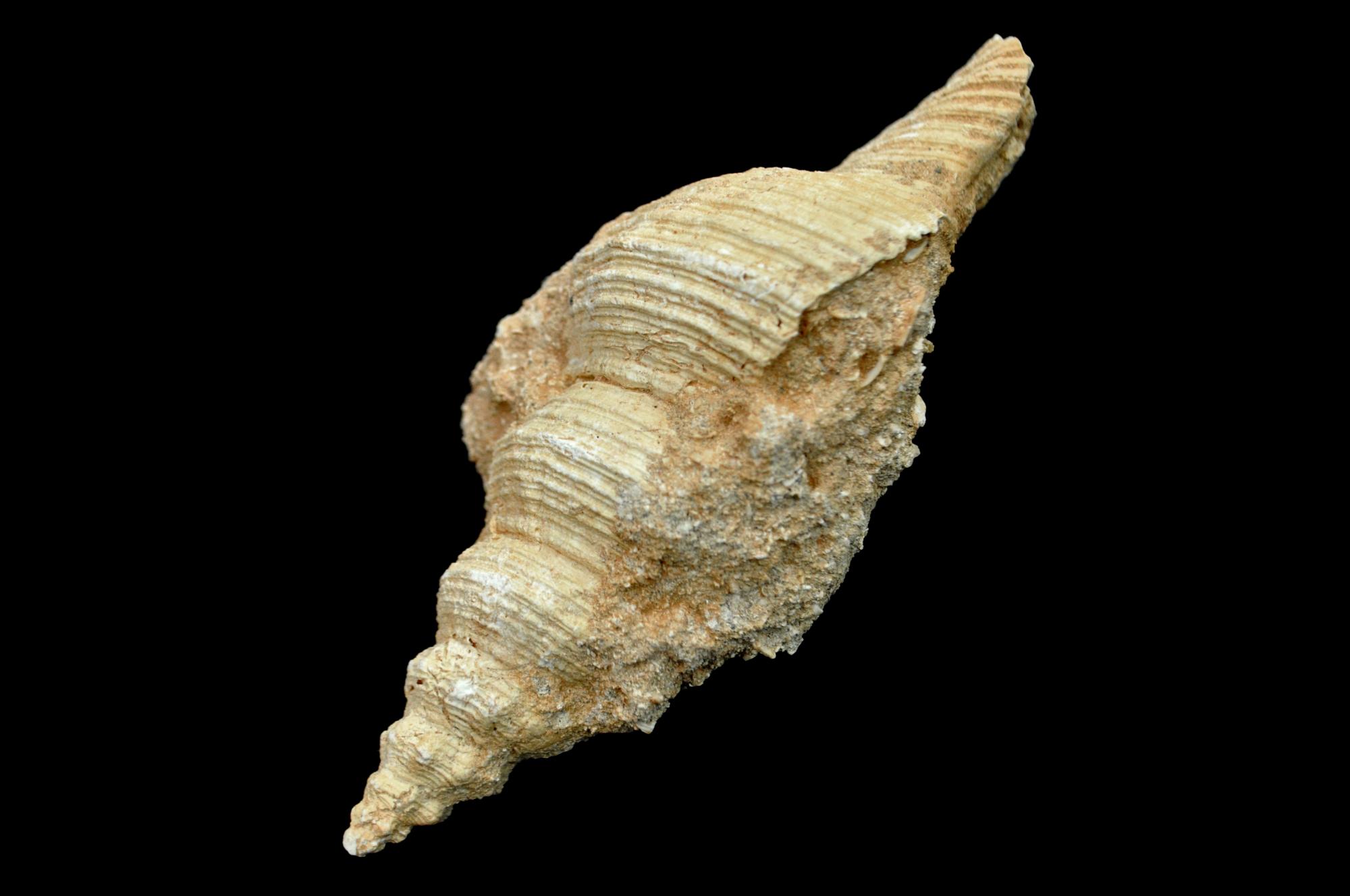 A behind-the-scenes look at our Roe Calcarenite fossil collection ...