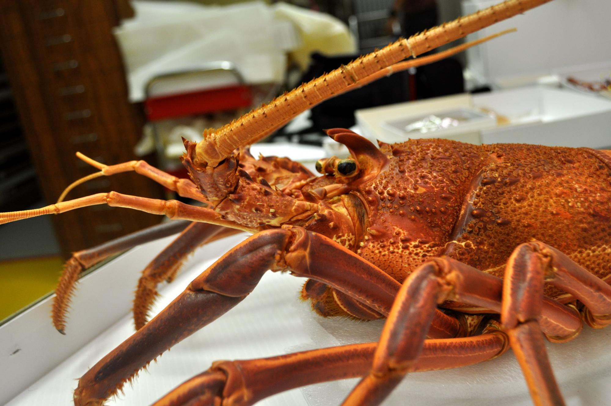 A behind-the-scenes look at our crustacean collection | Western ...