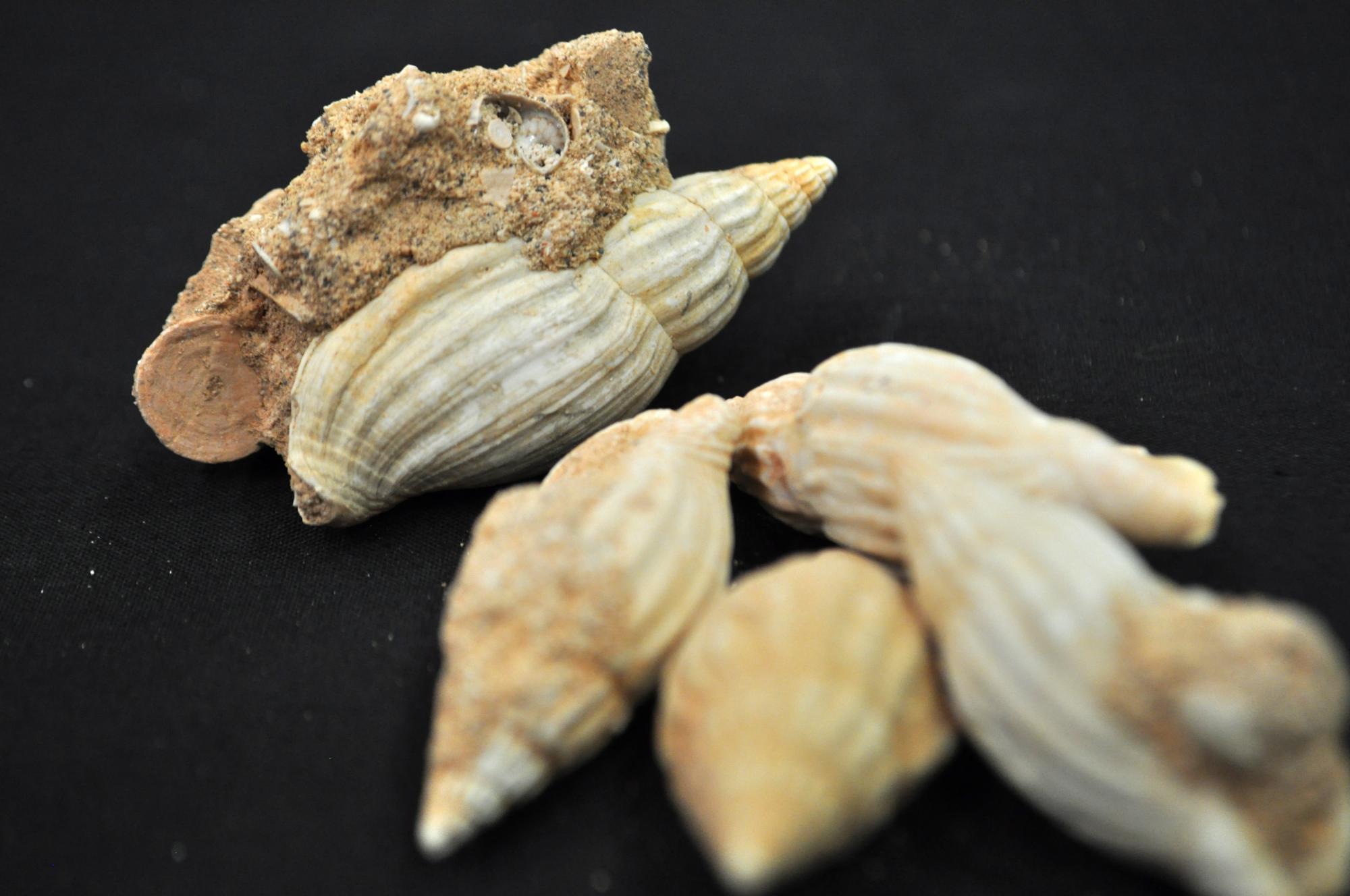 A behind-the-scenes look at our Roe Calcarenite fossil collection ...