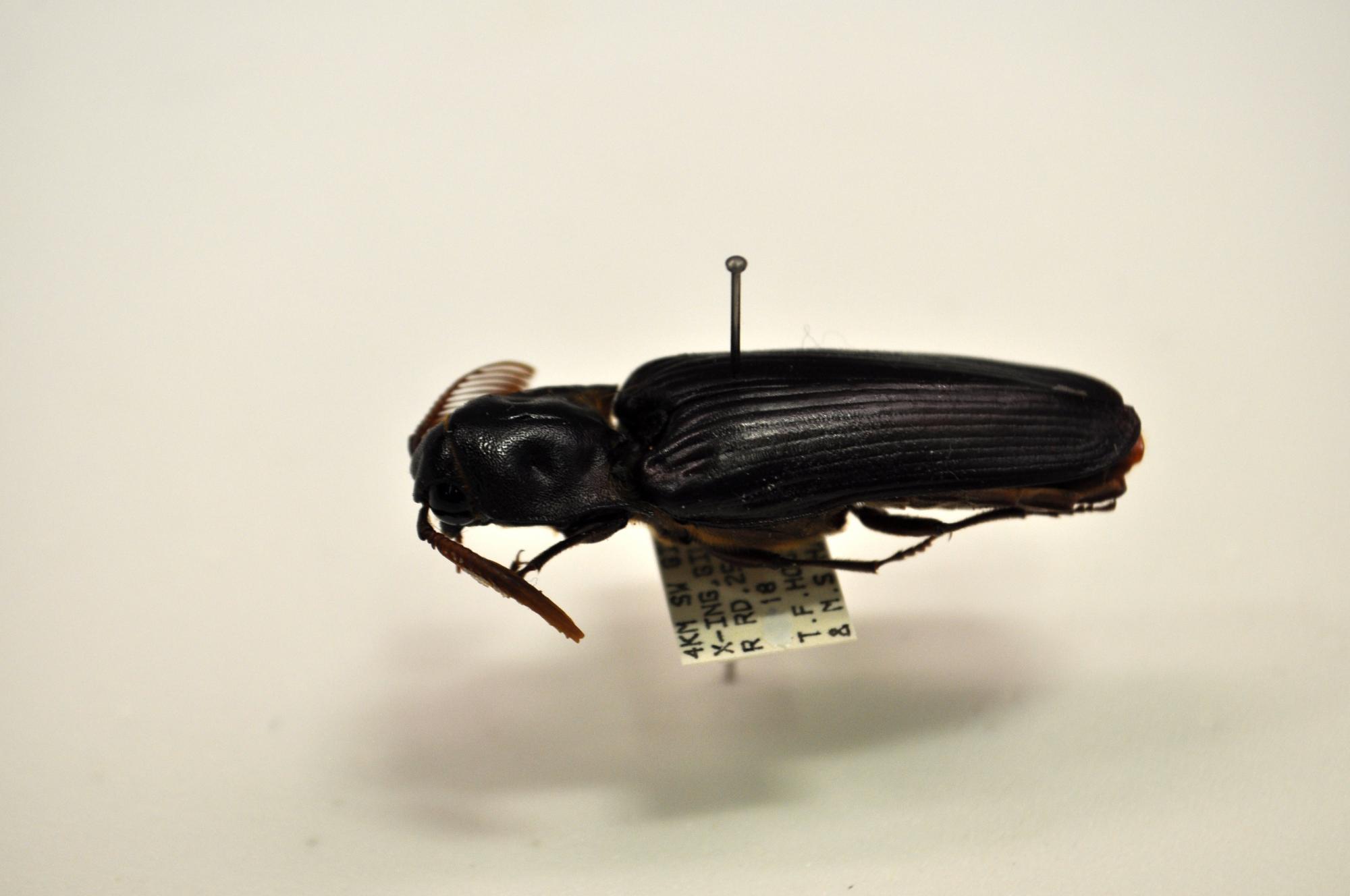 A behind-the-scenes look at our beetle collection | Western Australian ...