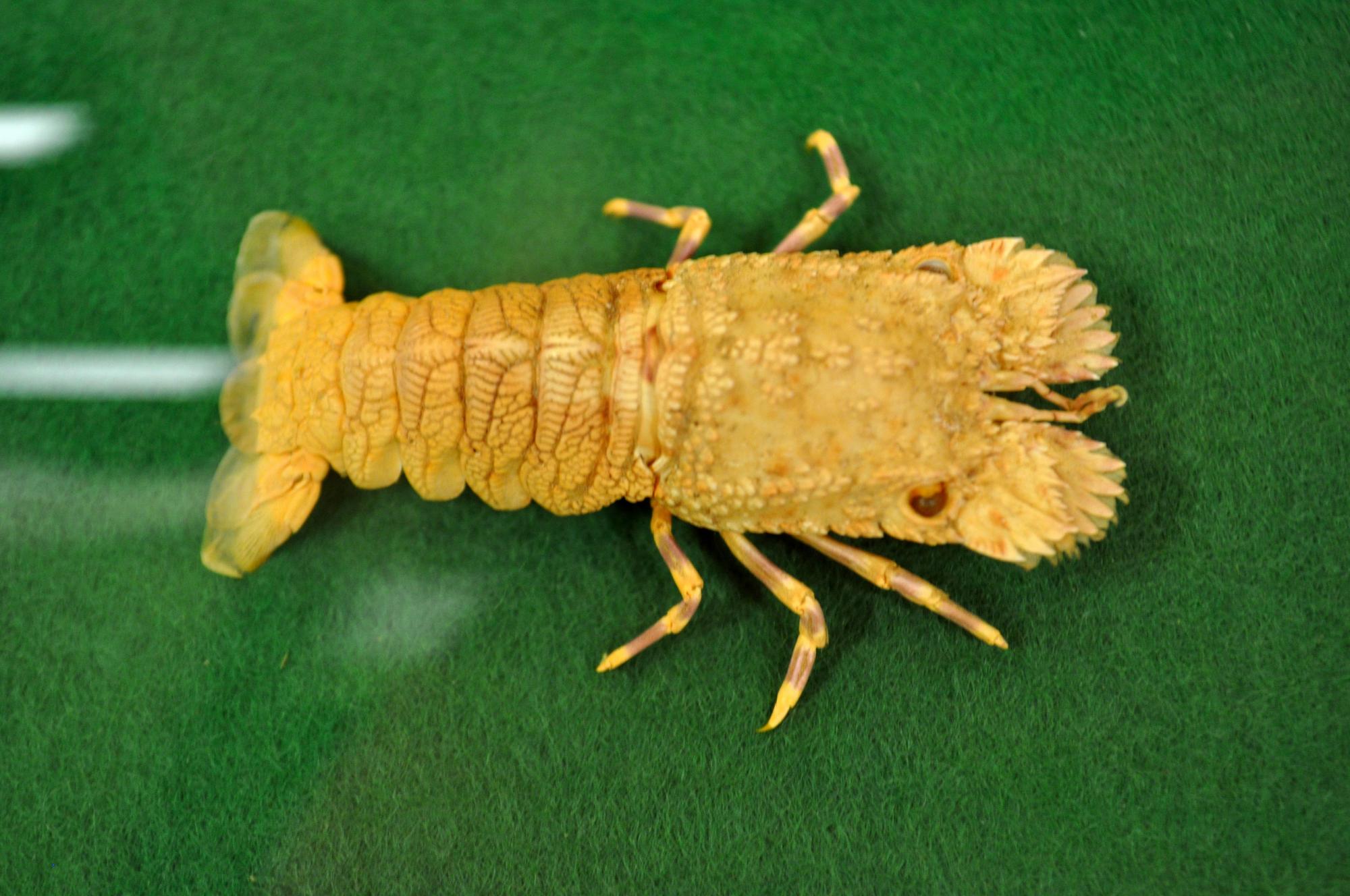 A behind-the-scenes look at our crustacean collection | Western ...