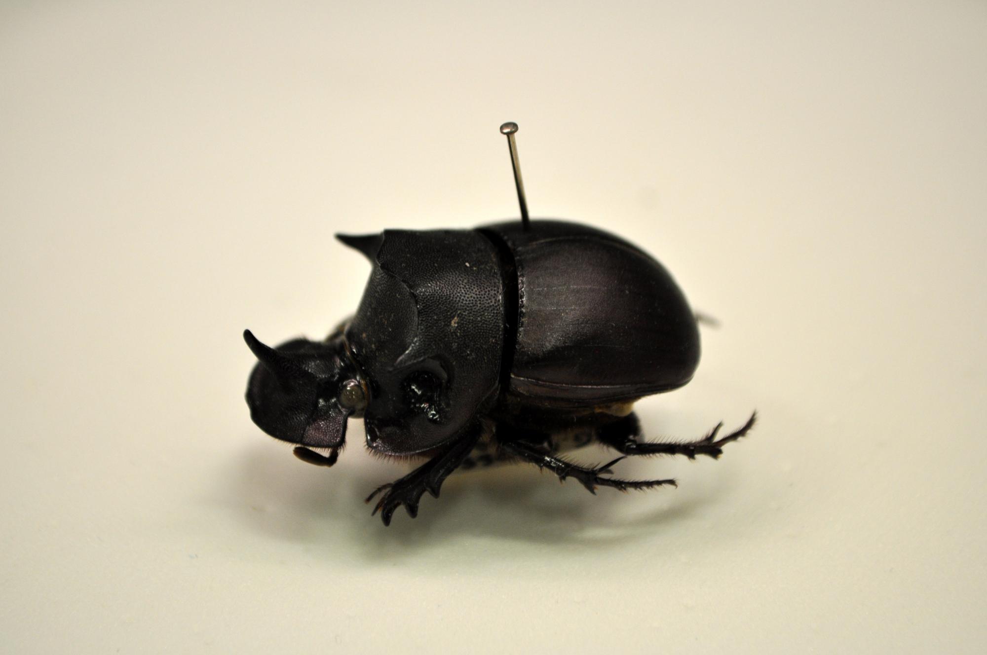 A behind-the-scenes look at our beetle collection | Western Australian ...