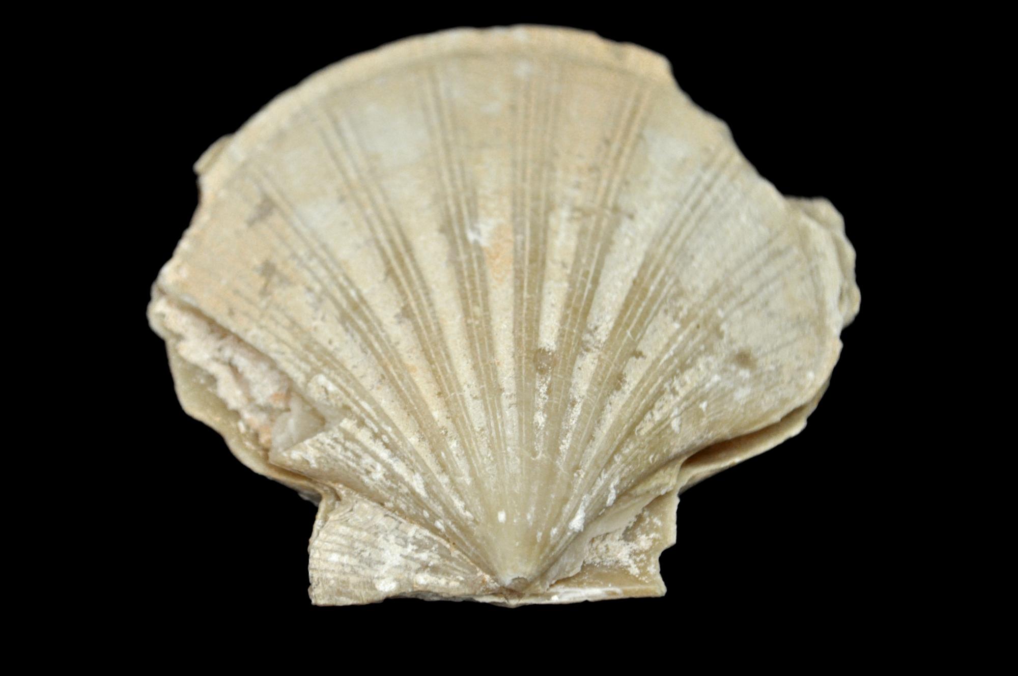 A behind-the-scenes look at our Roe Calcarenite fossil collection ...