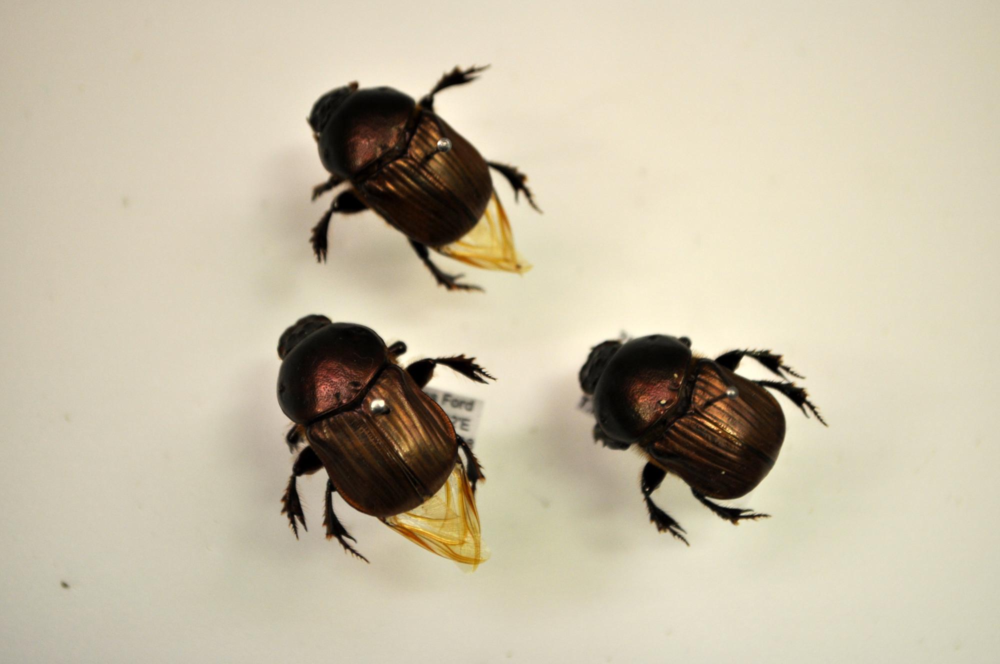 A behind-the-scenes look at our beetle collection | Western Australian ...