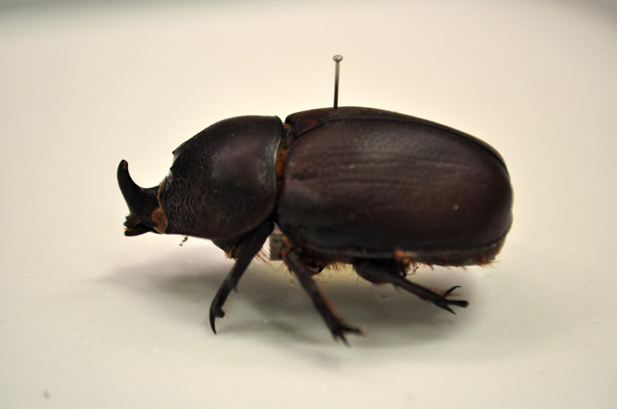 A behind-the-scenes look at our beetle collection | Western Australian ...