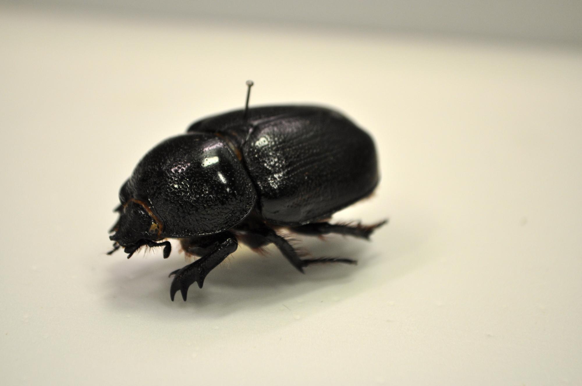 A behind-the-scenes look at our beetle collection | Western Australian ...