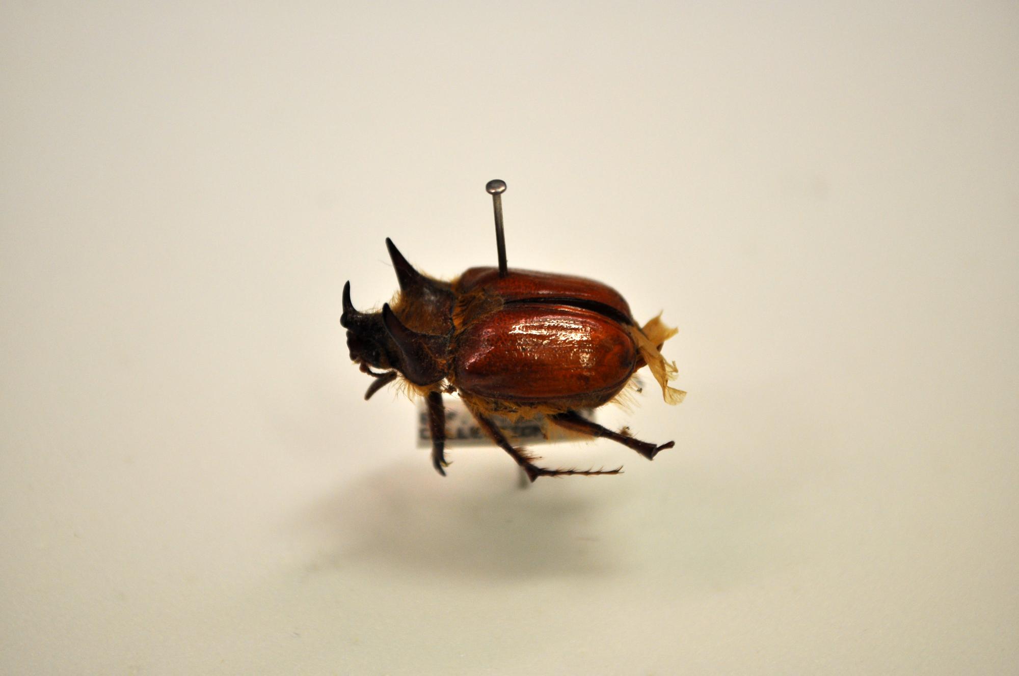 A behind-the-scenes look at our beetle collection | Western Australian ...