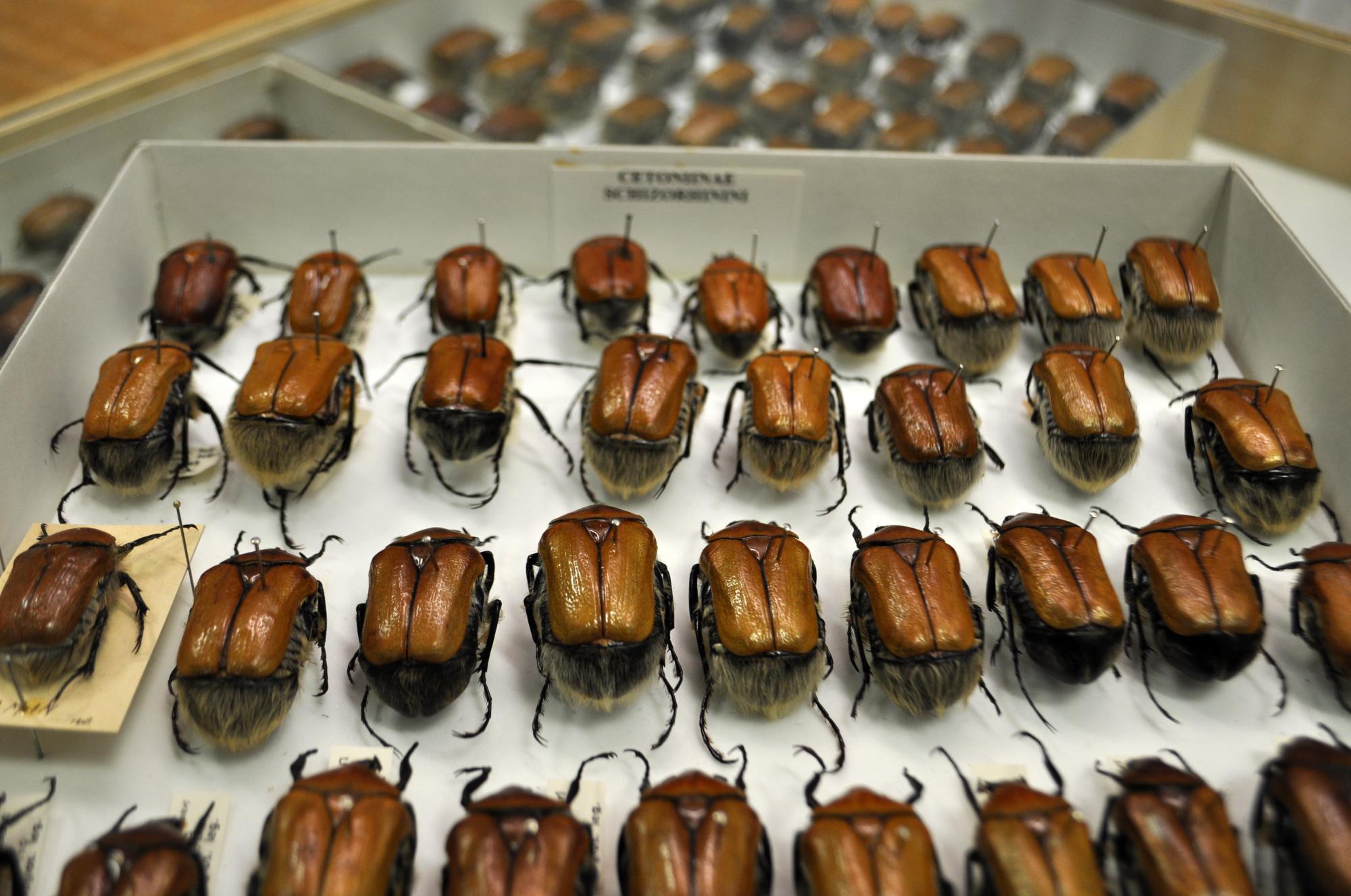 A behind-the-scenes look at our beetle collection | Western Australian ...