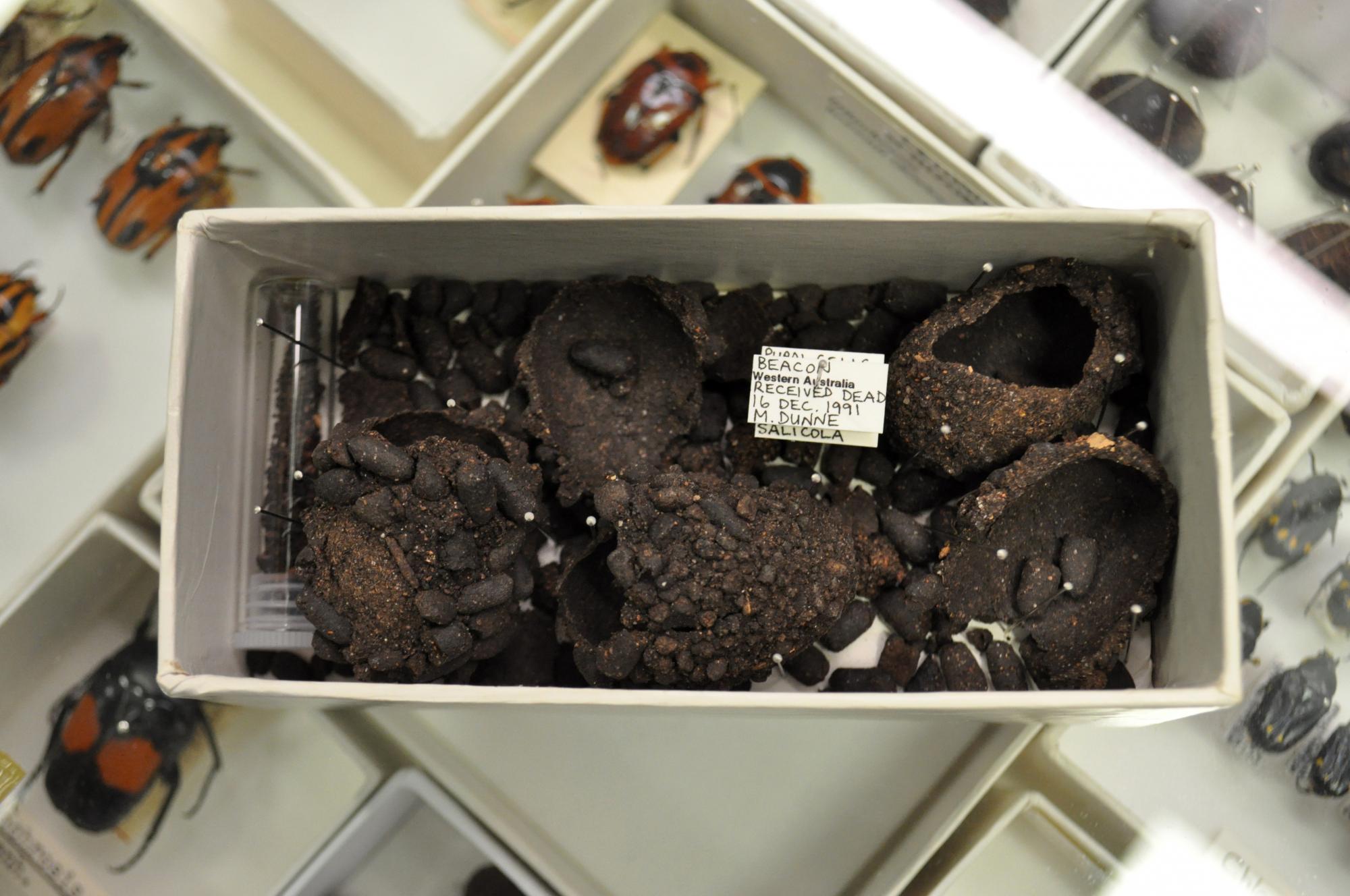 A behind-the-scenes look at our beetle collection | Western Australian ...