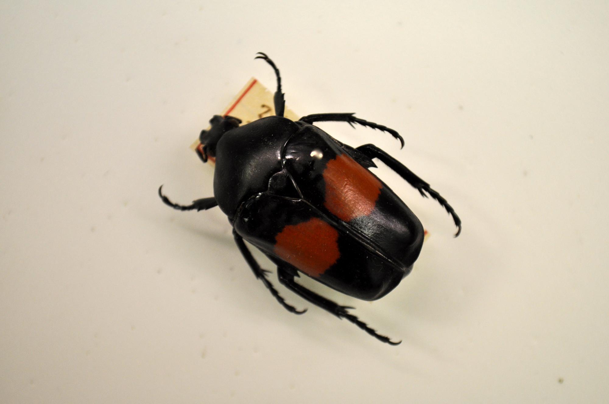 A behind-the-scenes look at our beetle collection | Western Australian ...