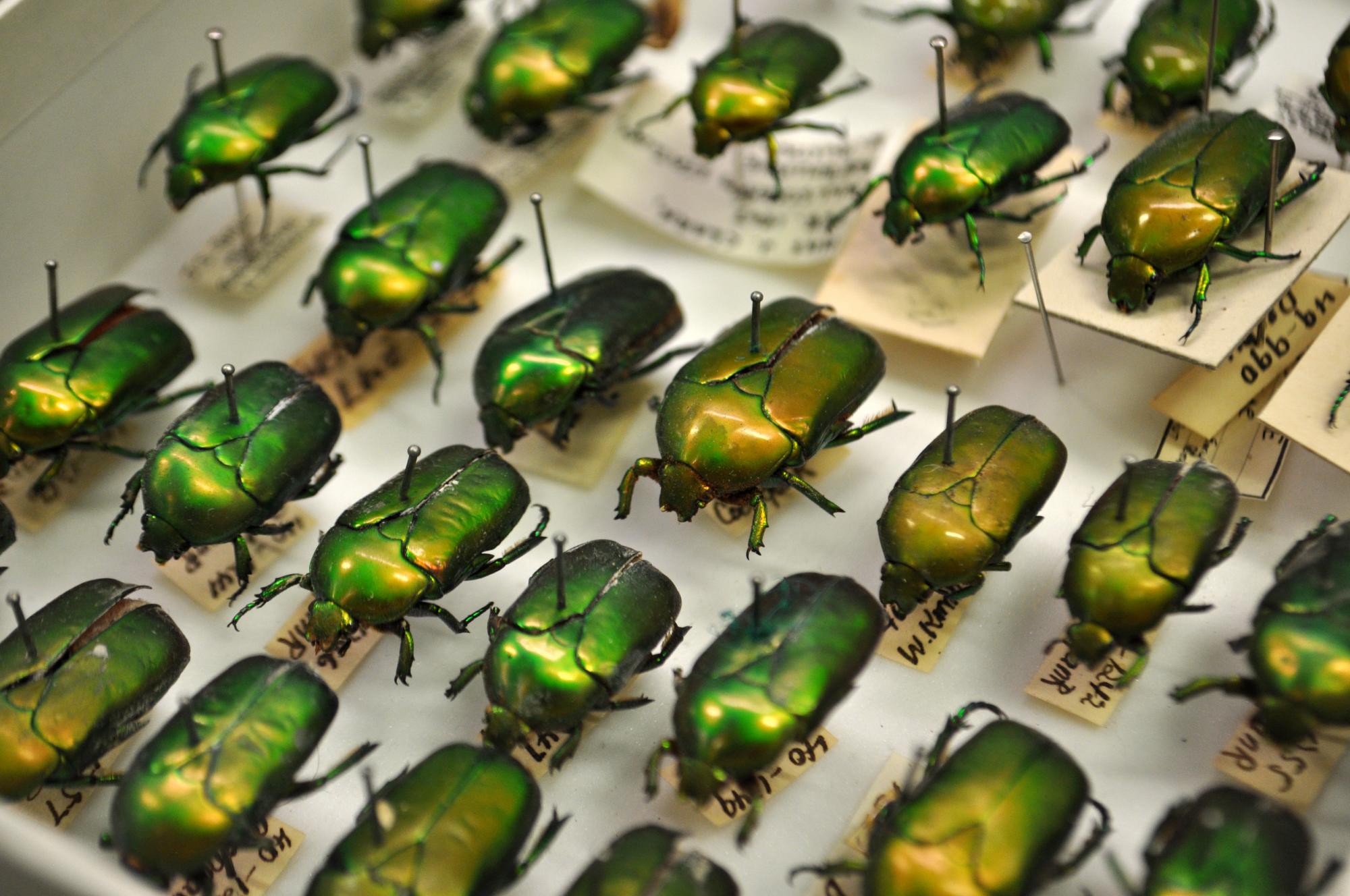 A behind-the-scenes look at our beetle collection | Western Australian ...