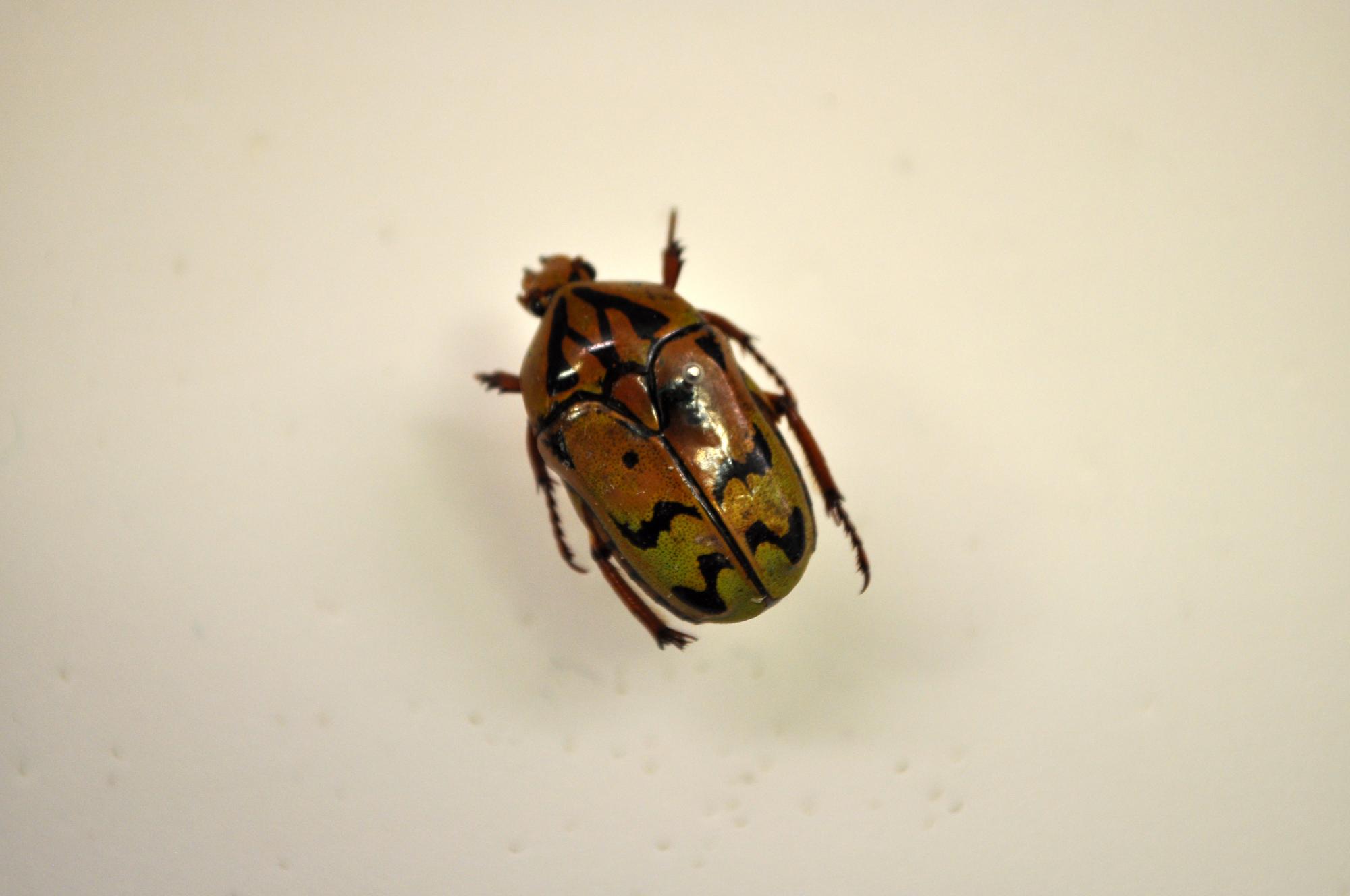 A behind-the-scenes look at our beetle collection | Western Australian ...
