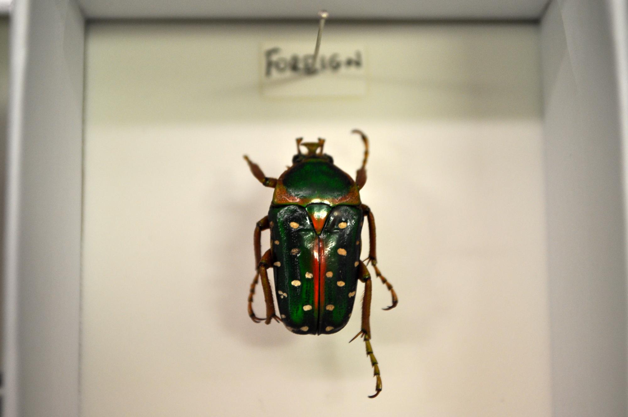 A behind-the-scenes look at our beetle collection | Western Australian ...