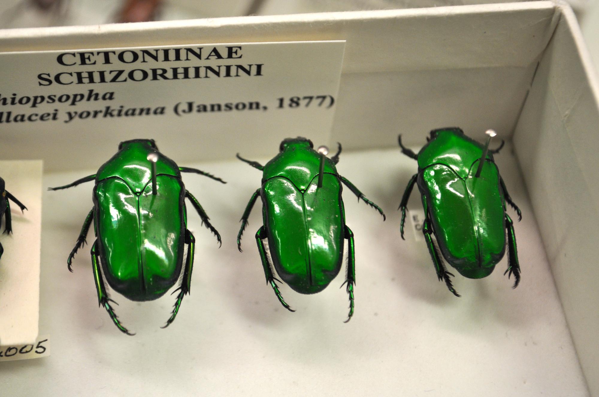 A behind-the-scenes look at our beetle collection | Western Australian ...