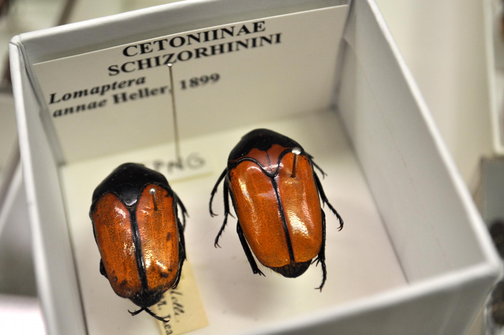 A behind-the-scenes look at our beetle collection | Western Australian ...