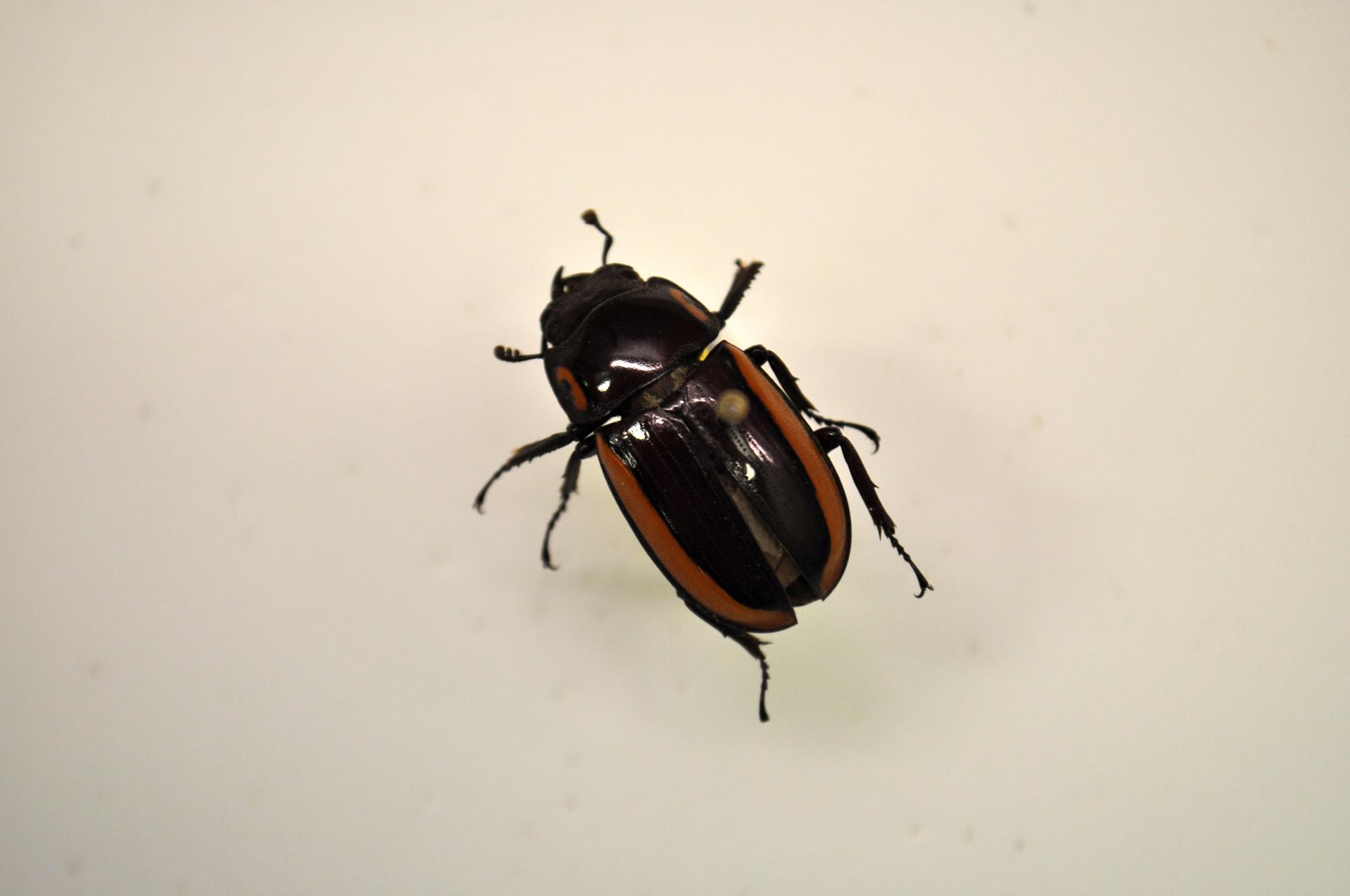 A behind-the-scenes look at our beetle collection | Western Australian ...