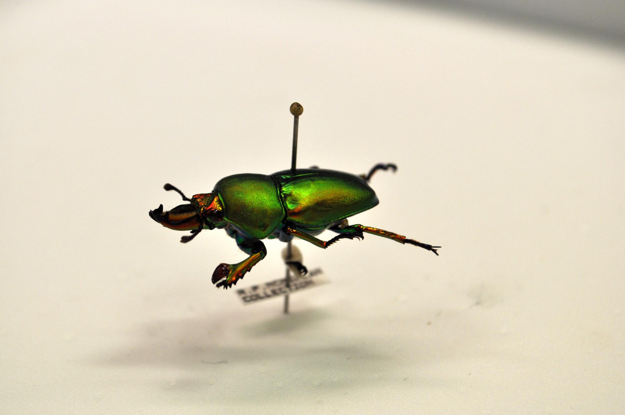 A behind-the-scenes look at our beetle collection | Western Australian ...