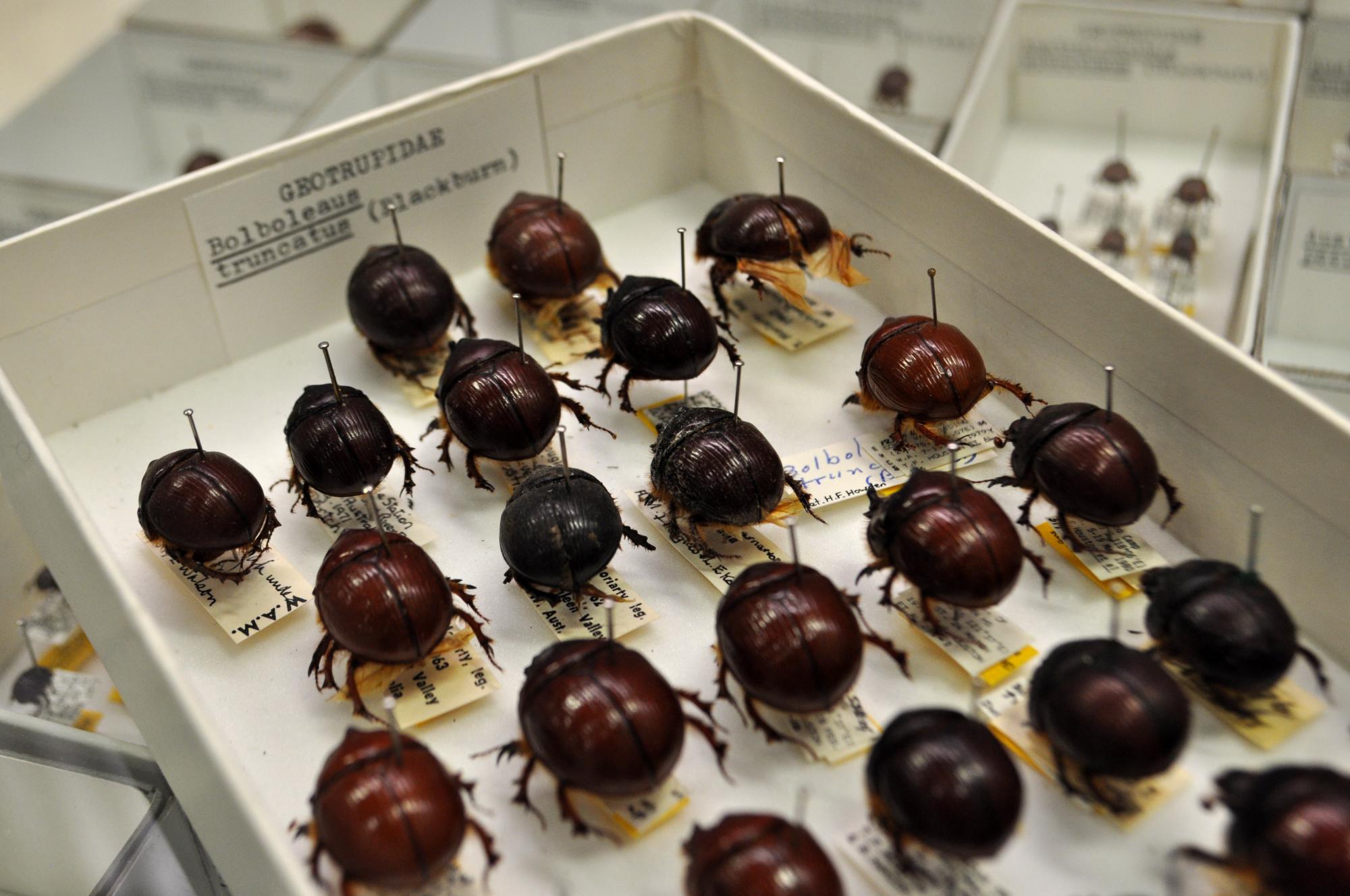 A behind-the-scenes look at our beetle collection | Western Australian ...