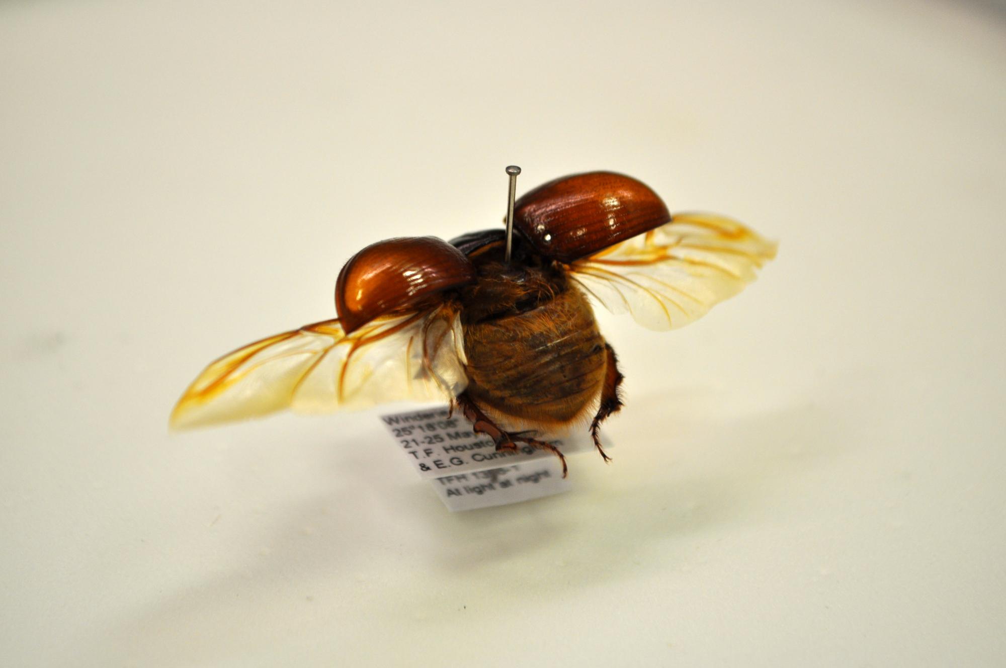 A behind-the-scenes look at our beetle collection | Western Australian ...