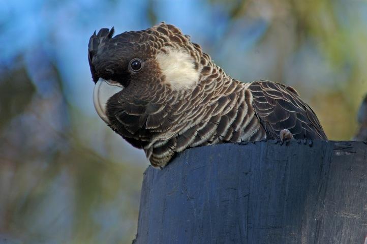 Cockatoo Care - Carnaby's Cockatoo | Western Australian Museum