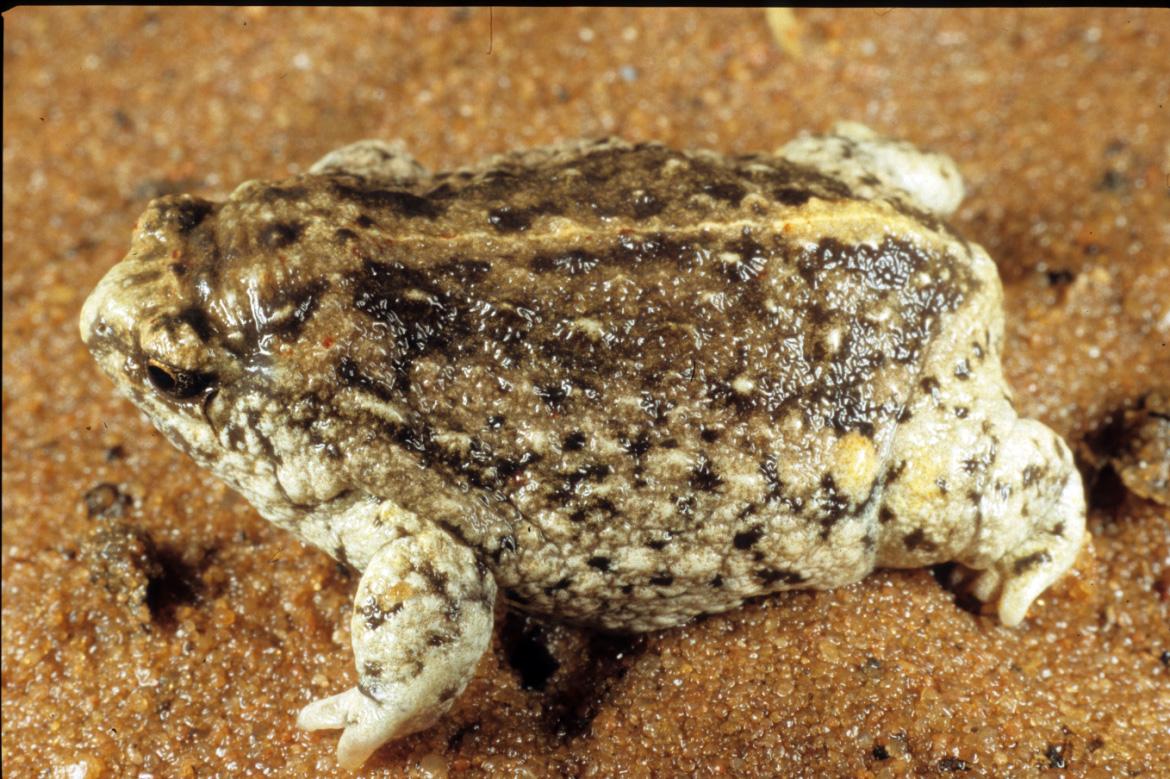 Southern Sandhill Frog | Western Australian Museum