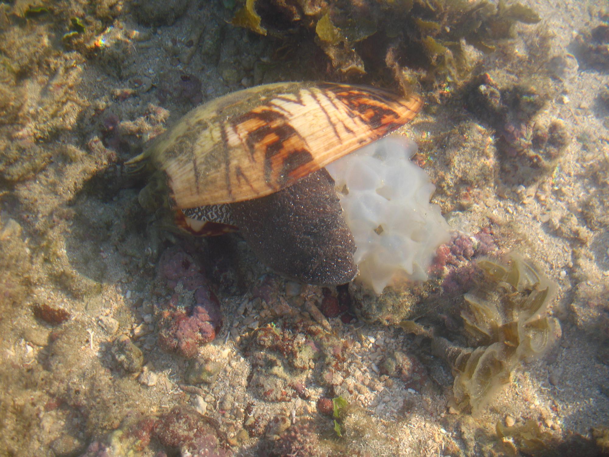 Aquatic Zoology Kimberley fieldtrips 2009-2012 | Western Australian Museum