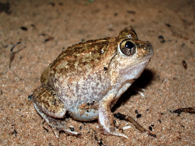 Hidden-ear Frog | Western Australian Museum