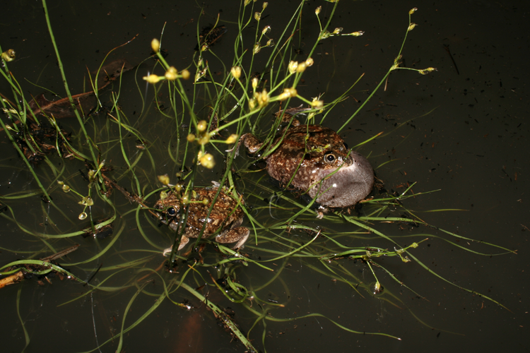 Hidden-ear Frog | Western Australian Museum