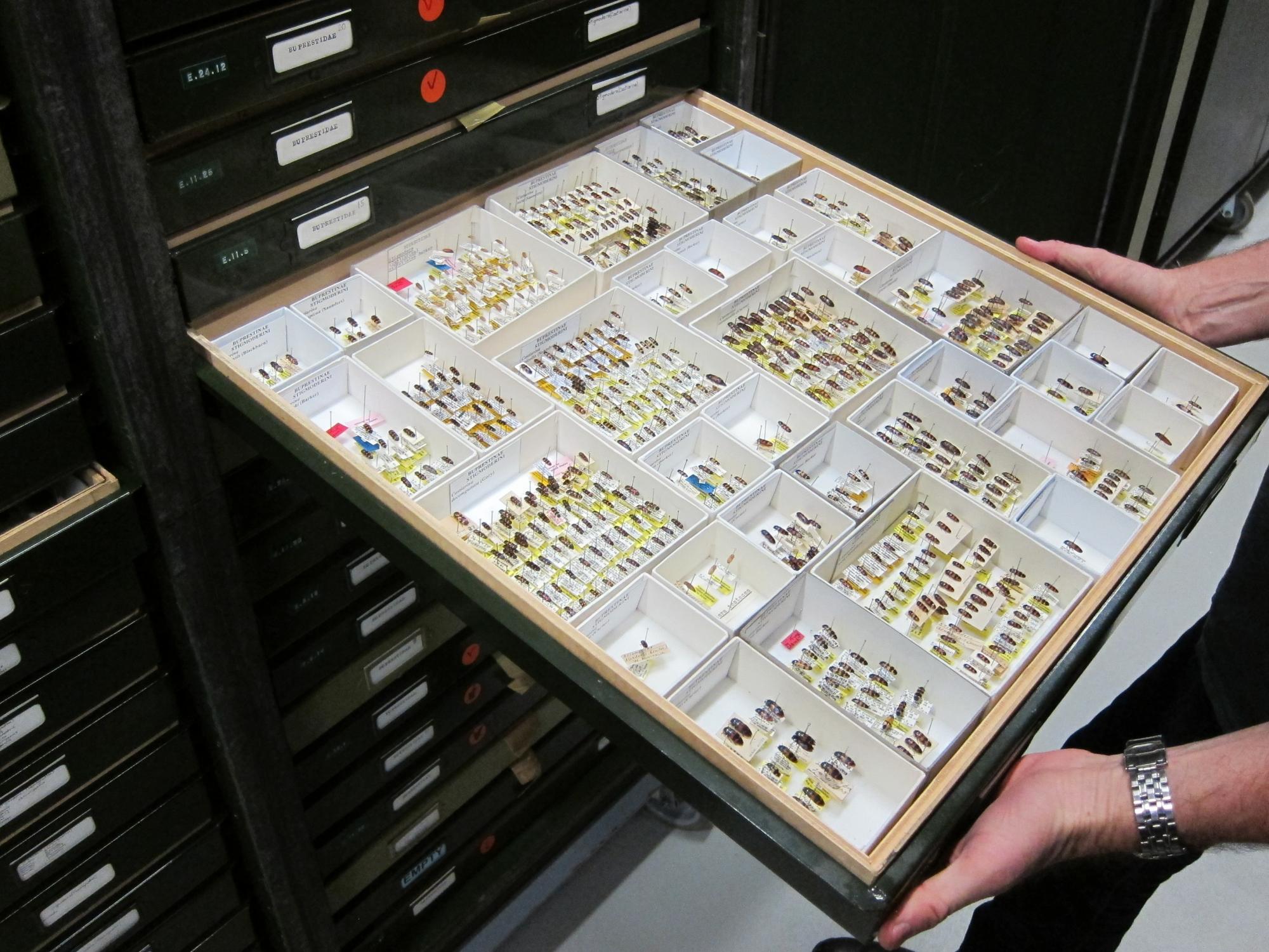 A behind-the-scenes look at our insect collection | Western Australian ...