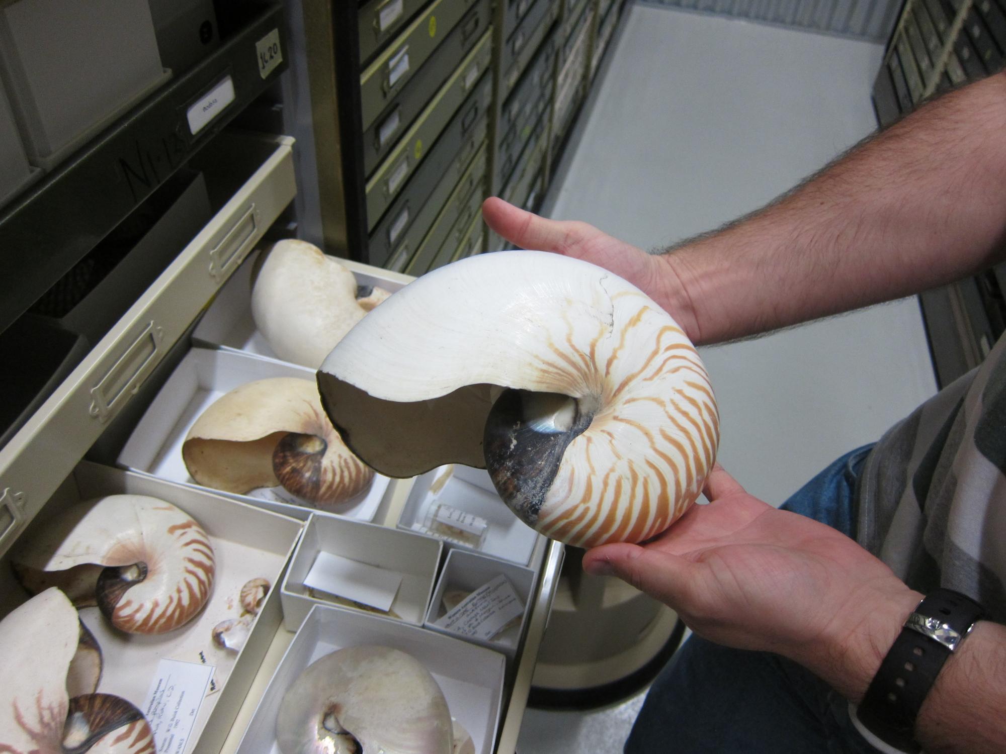 A behind-the-scenes look at our malacology collection | Western ...